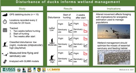 Disturbance Of Ducks Informs Wetland Management Land Imaging Report Site