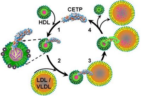 Hdl And Ldl Molecule