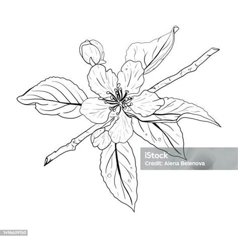 벚꽃 벚꽃 사과 자두 야생 벚꽃 매화 새 벚꽃의 피는 가지의 벡터 그림 꽃 새싹 나뭇잎의 사실적인 검은색 윤곽 그래픽 그리기 엽서 디자인 및 구성 장식 인쇄물 포스터 스티커