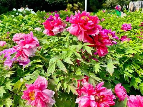 RediSearch安装部署与实战 墨天轮