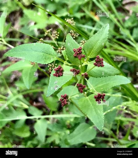 Purple Meadow Parsnip Thaspium Trifoliatum Trifoliatum Plantae Stock