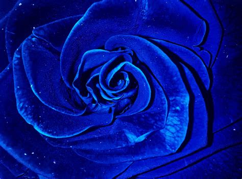 Dark Blue Rose Wallpapers Top Free Dark Blue Rose Backgrounds