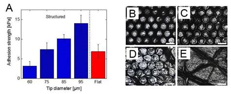 9 A Adhesion Strength Of Micropatterned Adhesive Films With Different Download Scientific