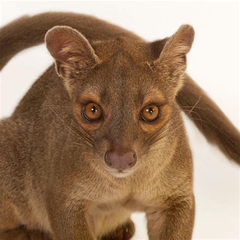 Best 11 Captivating Fossa Pictures Also Watch Video Of Madagascars