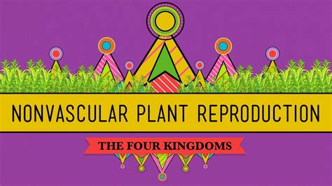 The Sex Lives Of Nonvascular Plants Alternation Of Generations Crash Course Biology PBS