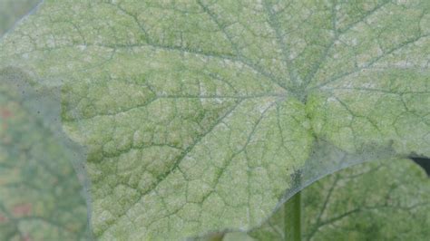 Spinnmilben Erkennen Und Bekämpfen Mein Schöner Garten