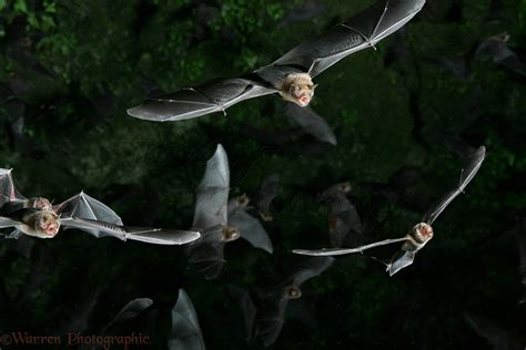 Insectivorous Bats In Flight Photo Wp13036
