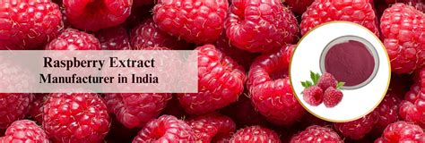 Raspberry Extract Uniq Expo