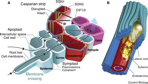 Plant Biology Building Barriers In Roots Current Biology