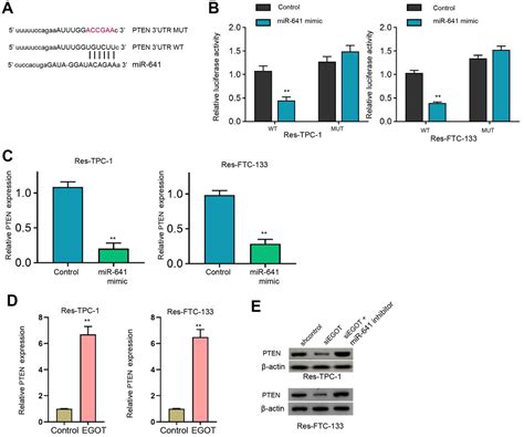 Long Non Coding Rna Egot Is Associated With 131iodine Sensitivity And