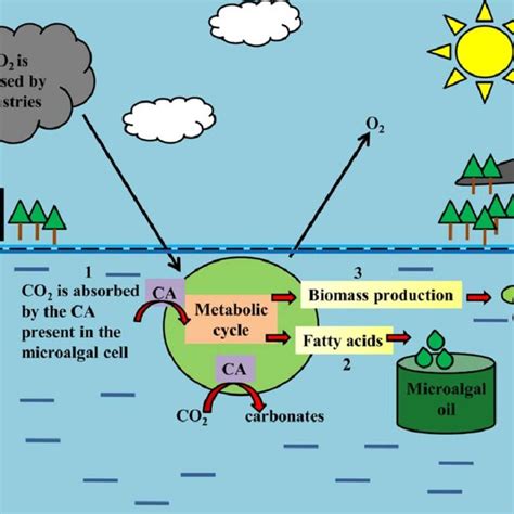 PDF Role Of Carbonic Anhydrase On The Way To Biological Carbon Capture Through MicroalgaeA