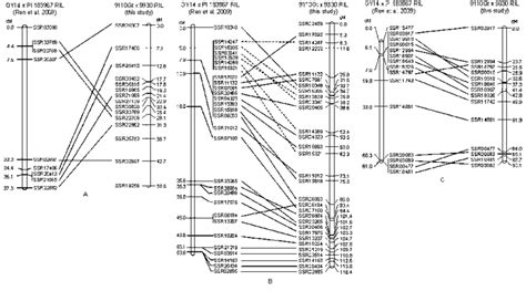 Comparison Of Marker Orders In Cucumber Linkage Groups 4 A 5 B And Download Scientific