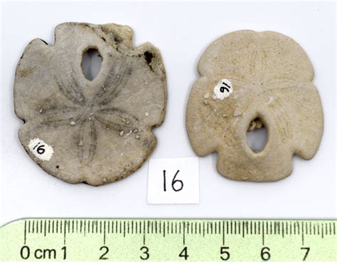 Class Echinoidea Fossil