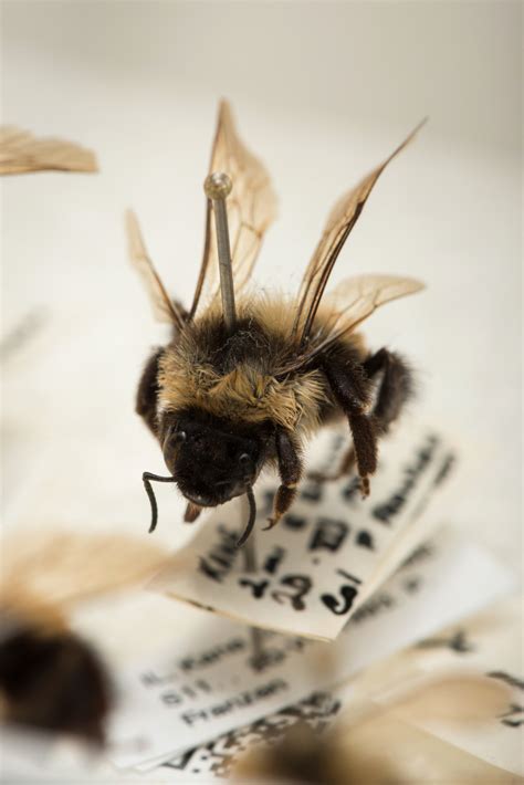 Rusty Patched Bumble Bee Extinction
