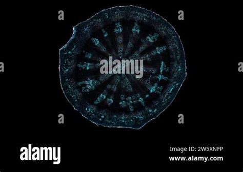 Plant Root Cross Section Microscope Stock Videos And Footage Hd And 4k Video Clips Alamy