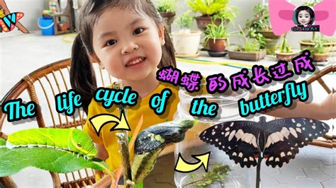 The Life Cycle Of The Butterfly 蝴蝶的成长过程 Kitaran Hidup Haiwan Rama Rama