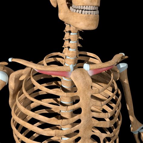 Subclavius Origin And Insertion Diagram Of Upper Arm Origins And