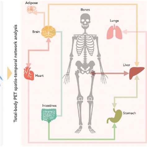 a 3d semantic segmentation of the total body from the ct images along