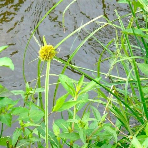 Texas Flatsedge Cyperus Seslerioides Plant Care And How To Grow Water