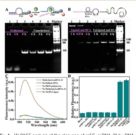Figure 1 From Dnazyme Rca Based Colorimetric And Lateral Flow Dipstick