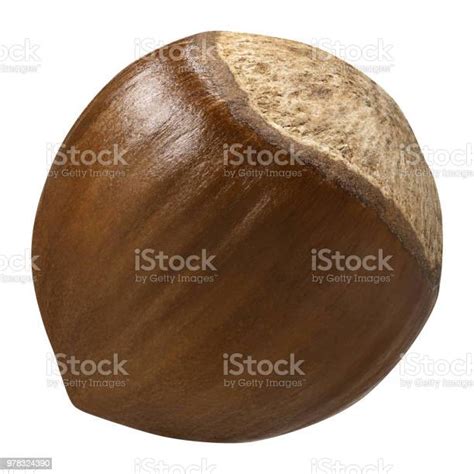 헤이즐넛은 패키지 디자인 요소로 서 근접 촬영을 격리 흰색 바탕에 신선한 유기 양 개 암 나무입니다 너트 쉘 매크로입니다 컬렉션