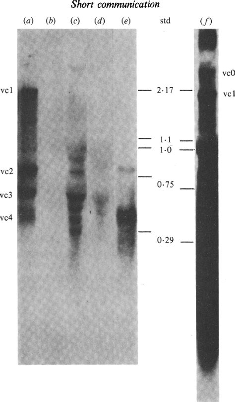 Figure 1 From Characterization Of Viral Complementary Rna Associated With Polyribosomes From