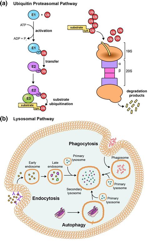 Protein Degradation Pathways In Eukaryotic Cells The Two Major Quality