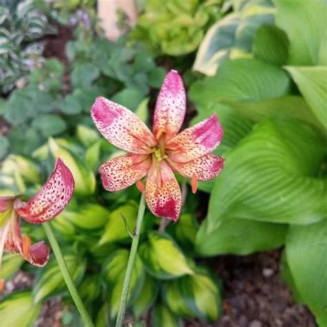 Lily (Lilium 'Alberta Morning') in the Lilies Database - Garden.org