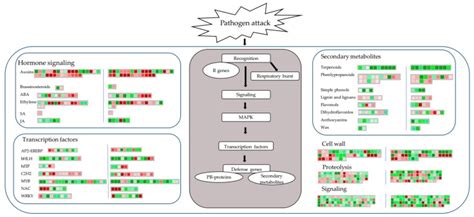 Integrated Transcriptomic And Un Targeted Metabolomics Analysis Reveals