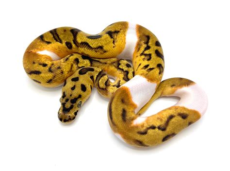 Pastel Enchi Clown Pied Ball Python By Royal Constrictor Designs