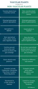 Difference Between Vascular And Non Vascular Plants Definition