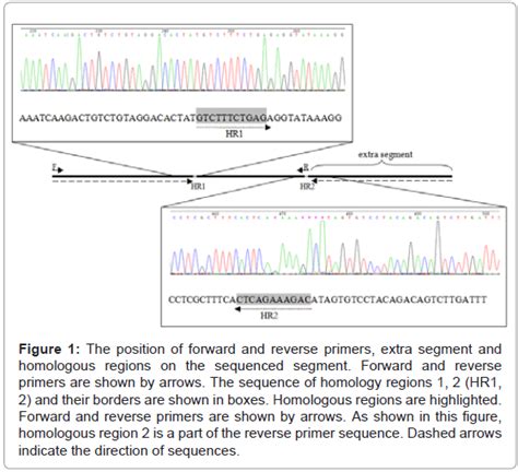 Amplicon Secondary Structure Formation And Elongation During The