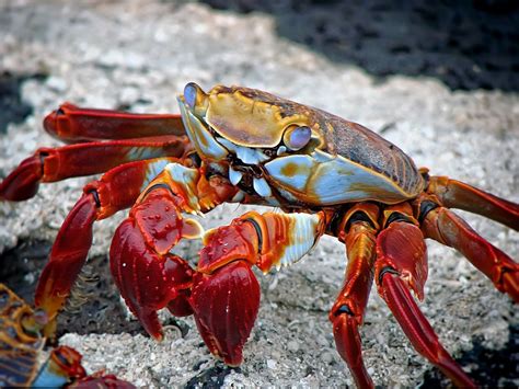 Crab Habitat Primary Resources Twinkl