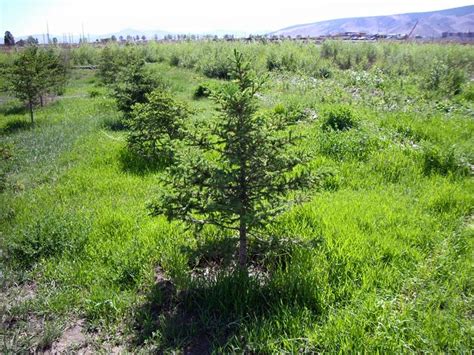 Гацуур хуш шинэс нарс Шилмүүст модны суулгац хамгийн хямдаар худалдаалж МЭКО Meco
