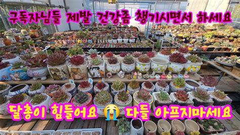 다육이가 아무리 좋아도 건강 잃어가면서 까지 다육이 키우지는 마세요 건강이 최고 입니다 위탁판매 쉽지가 않네요 묵둥이 귀둥이