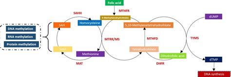 Figure 1 From Abnormal Methylation Caused By Folic Acid Deficiency In Neural Tube Defects