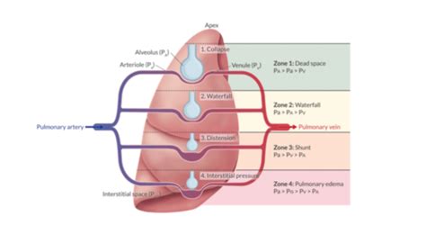 APEX Unit Respiratory Physiology Flashcards Quizlet