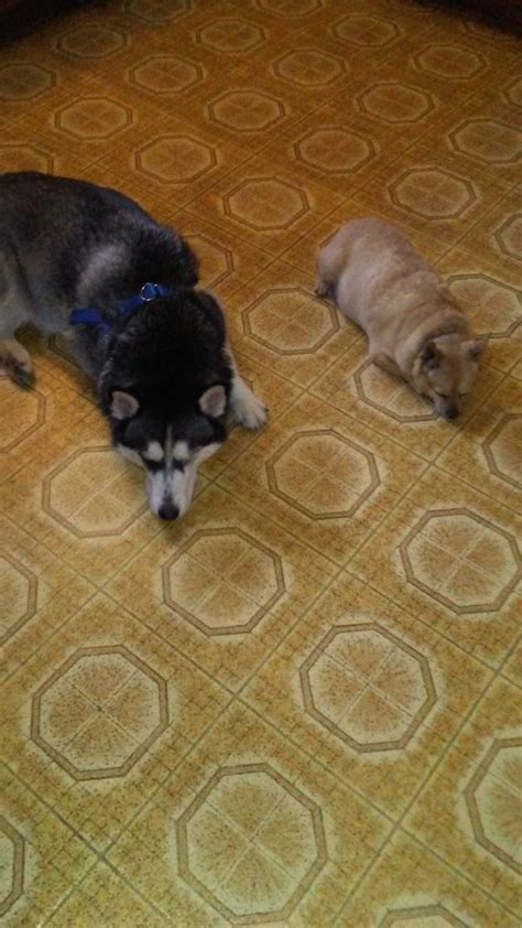 Pin by Brian Selby on Blitz | Dogs, Animals