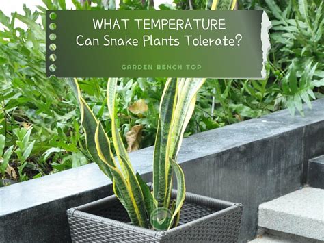 Snake Plant Temperature Tolerance Indoor And Outdoor Guide