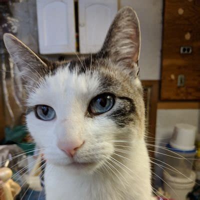 Elise Pregnant Content On Fansly Com Siswet On Twitter I Want To Send My Pics But No One Is