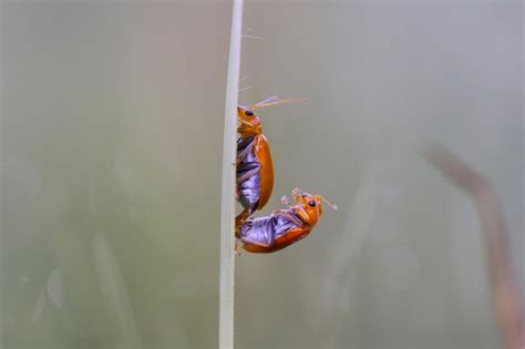 Premium Photo Bug Mating On Grass