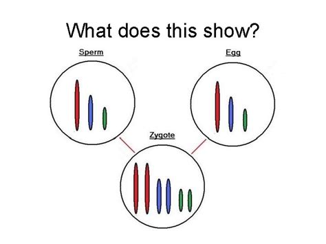 Th Grade Curriculum Classification Of Organisms Structure