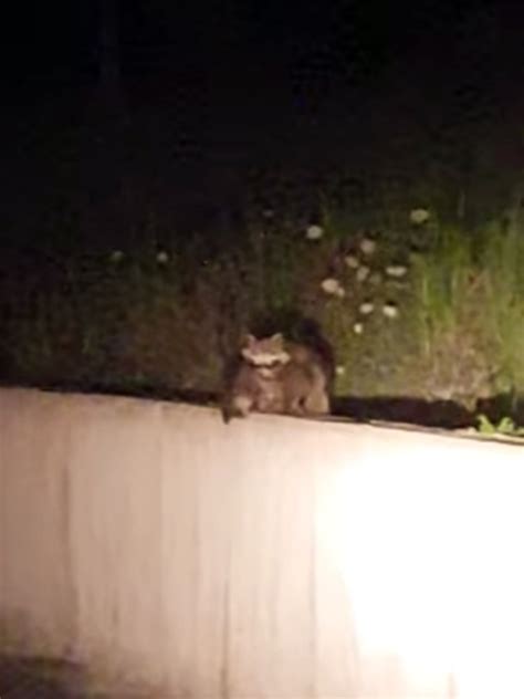 Una Mamá Mapache Demuestra Ser La Más Inteligente Y Astuta De Los Mamíferos Asombroso