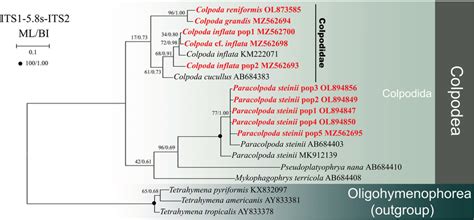 The Bayesian Inference Bi Tree Based On The Its1‐58s‐its2 Gene Of