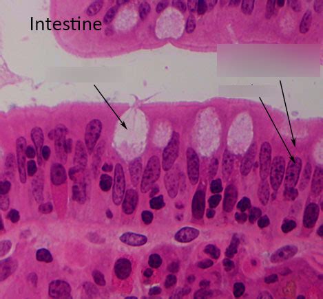 Simple Columnar Diagram Quizlet
