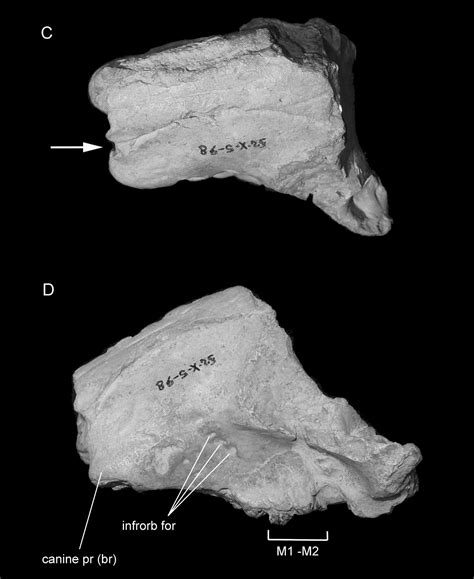 Cranial Morphology And Phylogenetic Relationships Of Trigonostylops