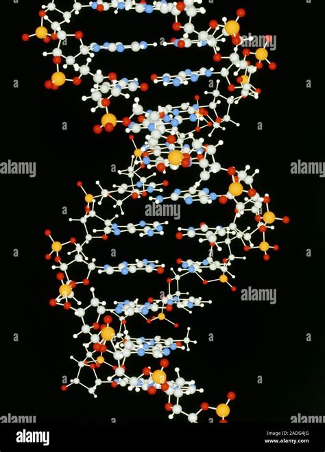 Dna Molecule Computer Graphic Ball And Stick Model Representing A Segment Of The Molecule