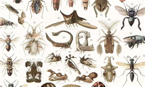 Step Deck Thomas Surfboards