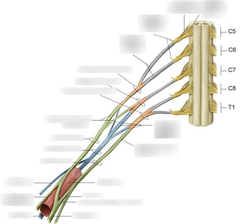 Brachial Plexus Right Side Anterior View Diagram Quizlet