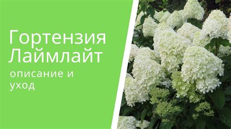 Гортензия Лаймлайт. Описание и уход. - YouTube